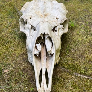 Bull Moose Skull Ethically Foraged and Nature Cleaned - Etsy