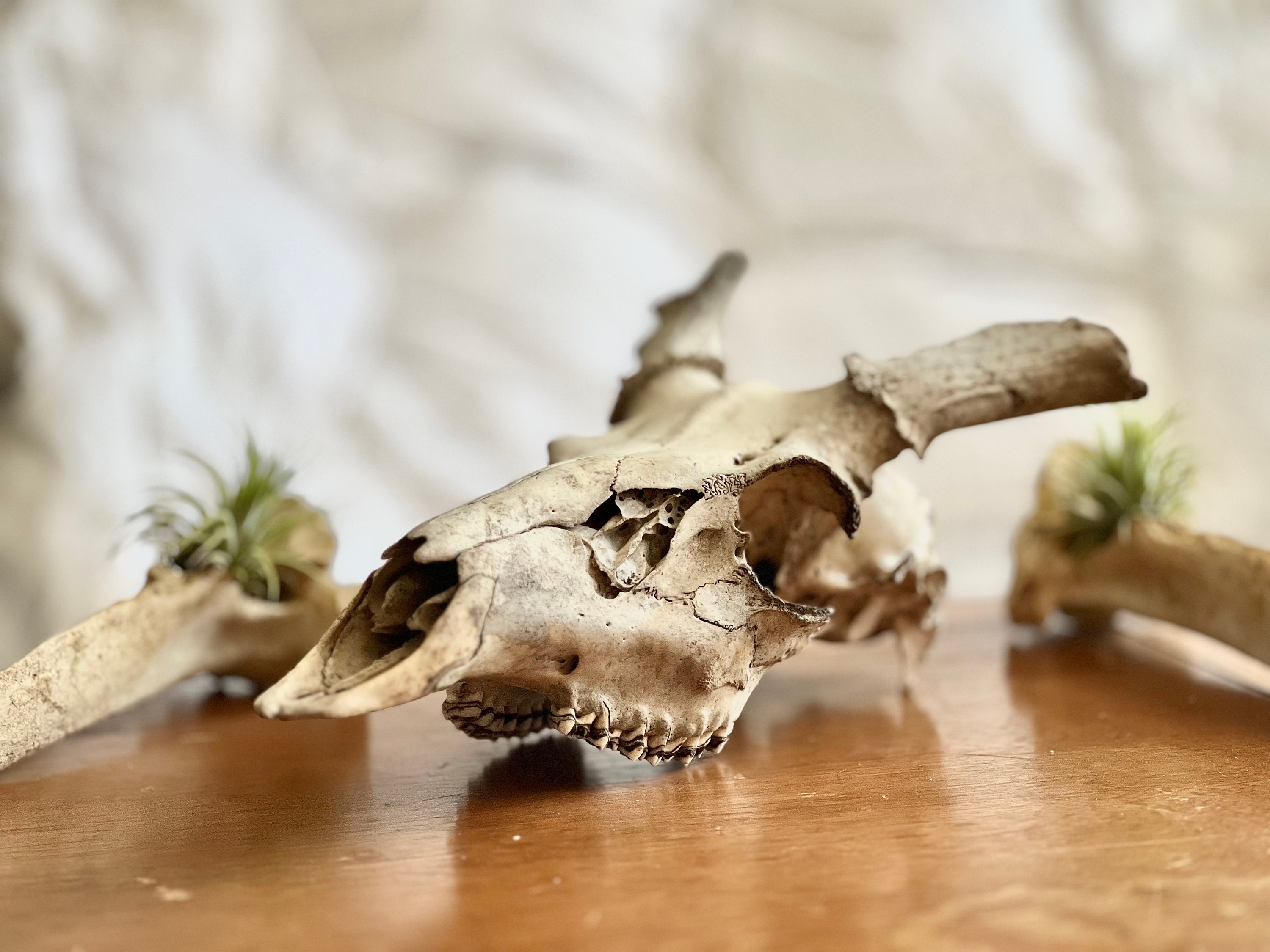 Aged Whitetail Deer Buck Skull With Small Antler Knubs. Nature Cleaned ...