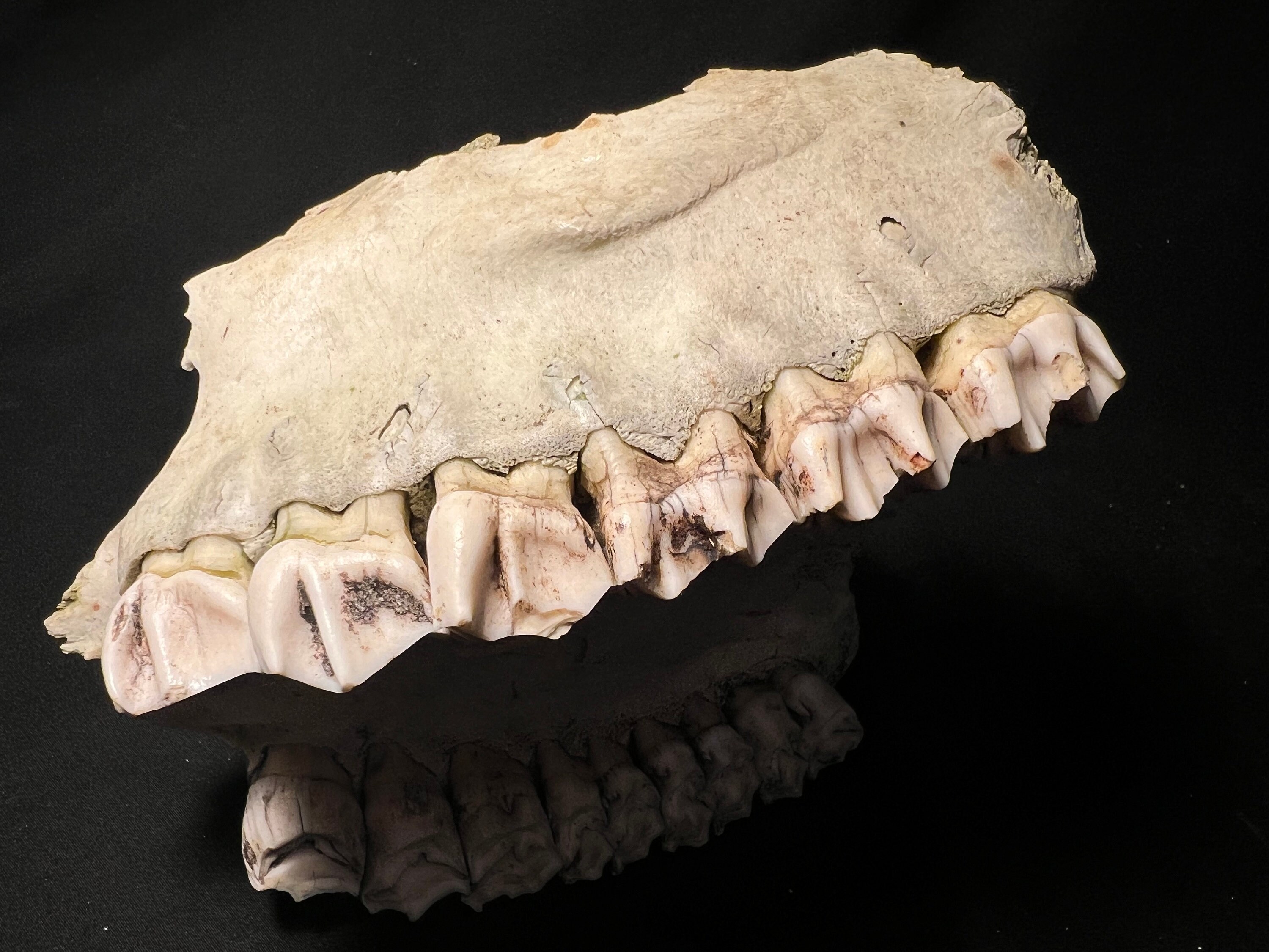 Moose Jaw Upper Tooth Set From Skull Foraged Ethically New Hampshire - Etsy