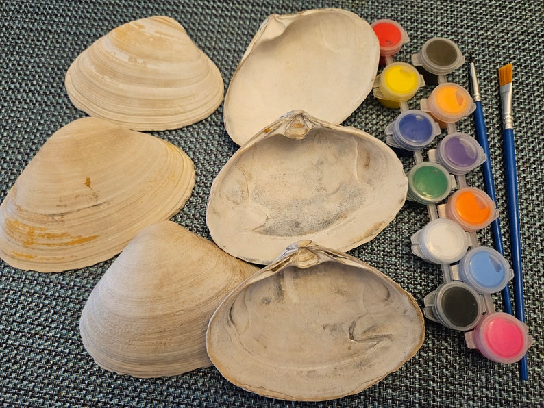Bulk Shells, Art Kits for Kids and Adults, DIY Painting Sets, Craft ...