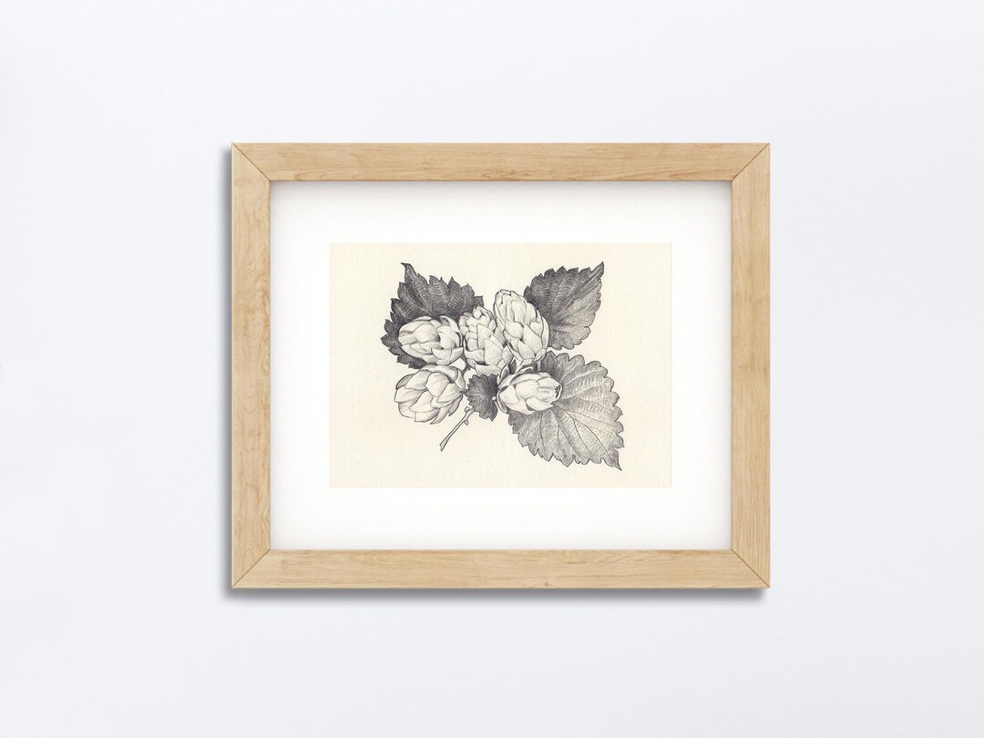 Original Drawing Beer Hops - Herbal Plant Art - Realistic Pencil Sketch ...