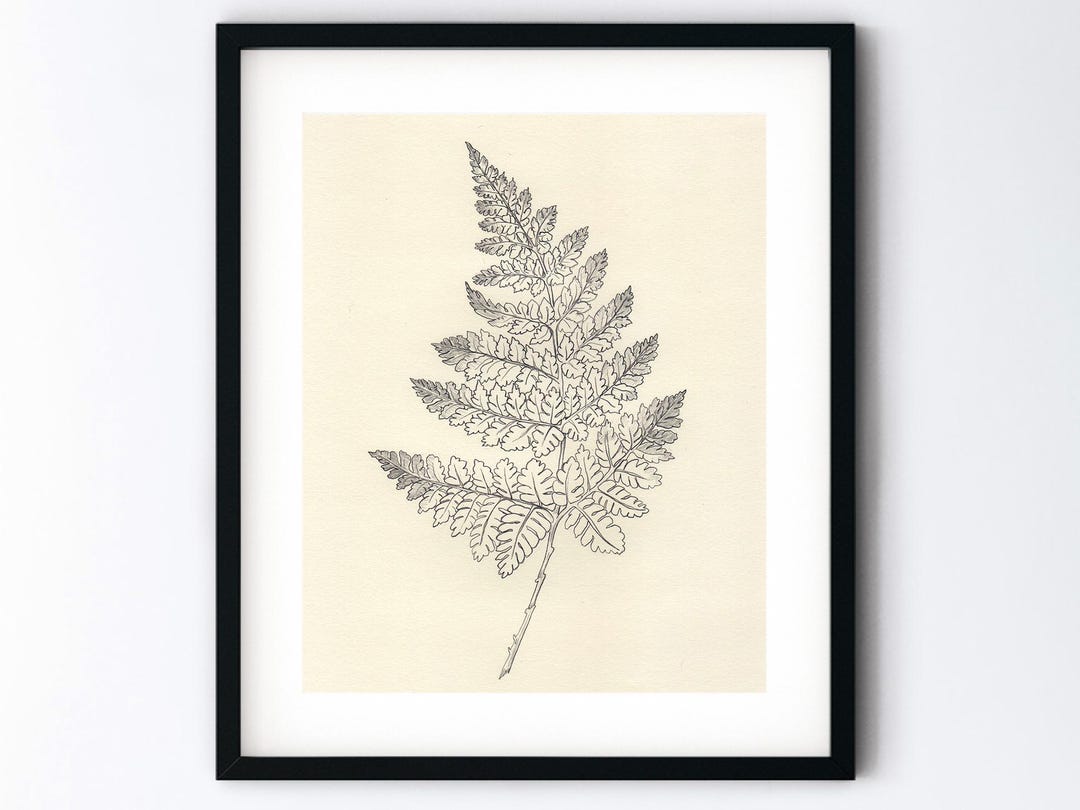 Original Drawing Fern Leaf - Botanical Art - Pencil Sketch Realism ...