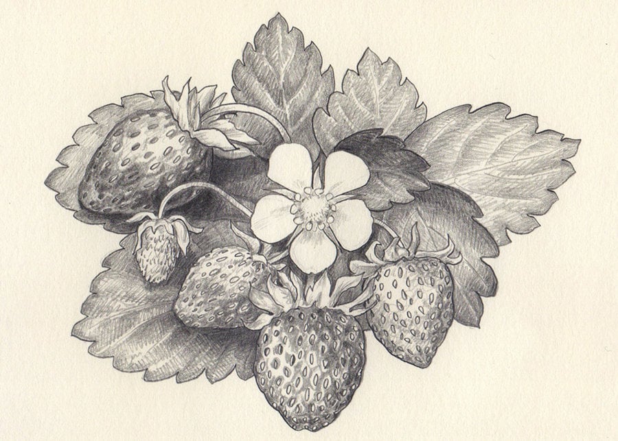Strawberry Plant Drawing