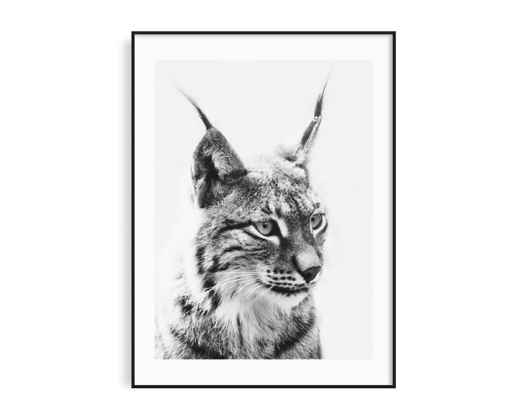 Luchs, Tier Poster, Wildlife Print, Natur Fotografie, Katze, Boho Art ...