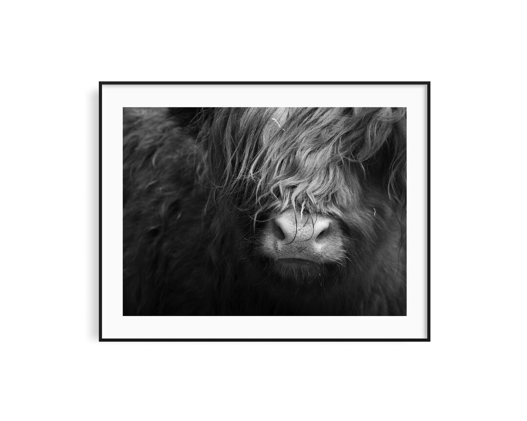 Poster Highland Cattle, Poster Boho, Poster Scotland, Poster Scottish ...