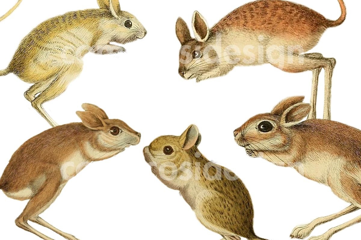 Jerboas PNG Set, Jerboas Cliparts, Jerboas Pngs, Rodents. PNG Bundle ...