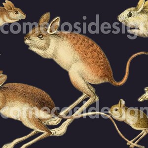 Jerboas PNG Set, Jerboas Cliparts, Jerboas Pngs, Rodents. PNG Bundle ...