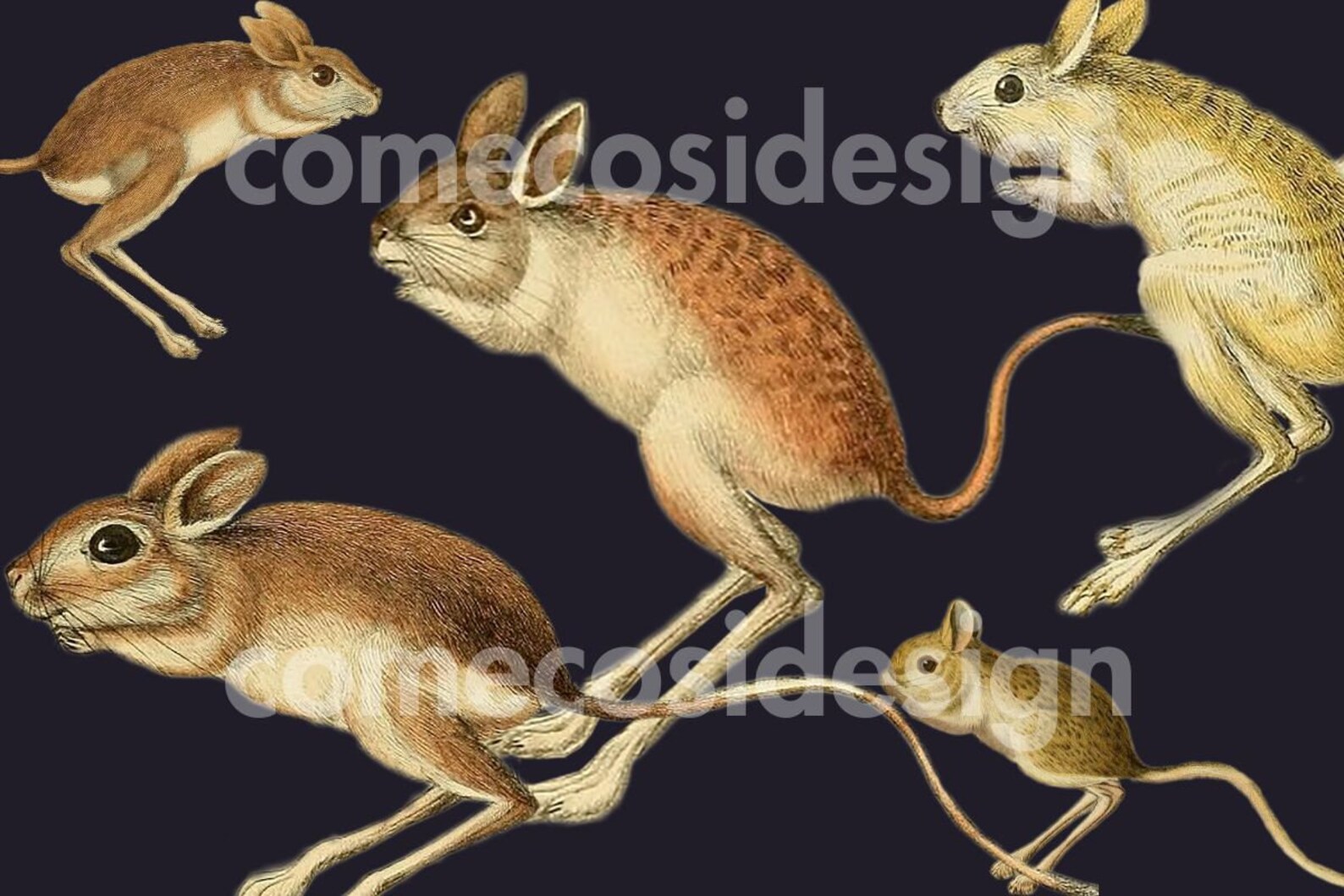 Jerboas PNG Set, Jerboas Cliparts, Jerboas Pngs, Rodents. PNG Bundle ...