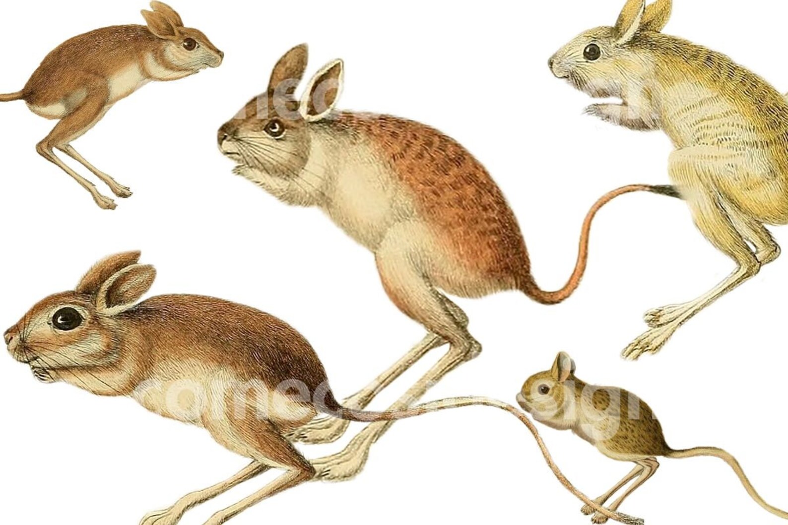 Jerboas PNG Set, Jerboas Cliparts, Jerboas Pngs, Rodents. PNG Bundle ...