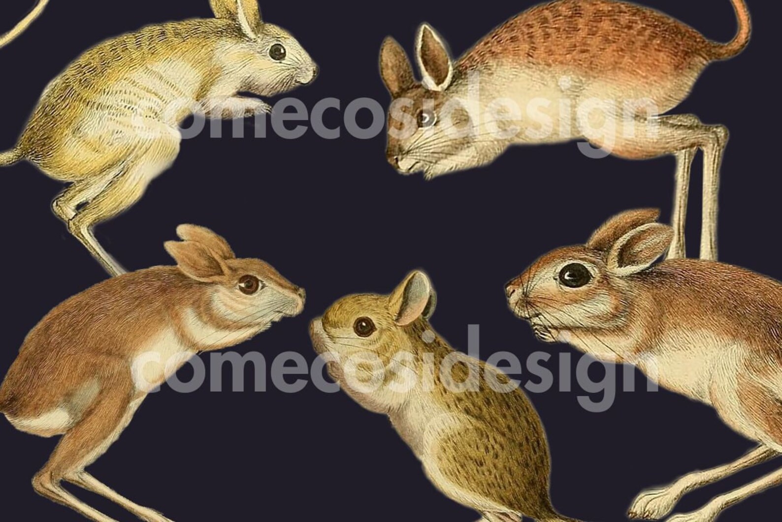 Jerboas PNG Set, Jerboas Cliparts, Jerboas Pngs, Rodents. PNG Bundle ...
