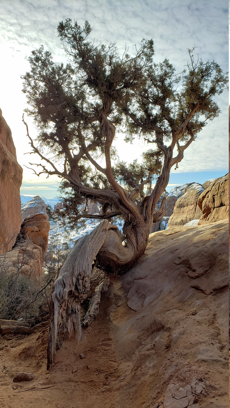 Cedar Tree 2 Reclaimed Wood Wall Art Wood Art Landscape - Etsy