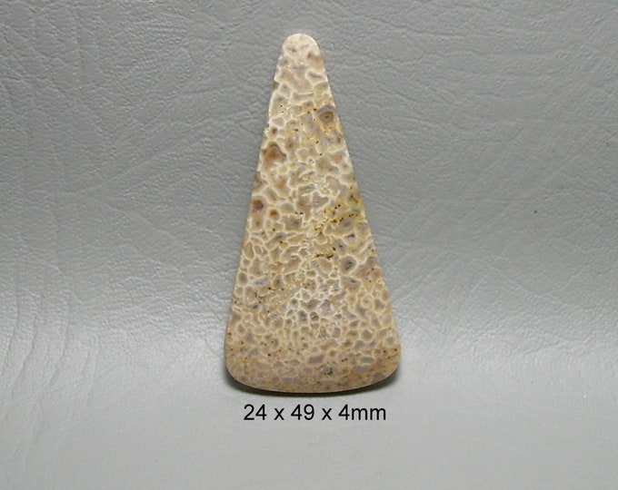 DINOSAUR BONE Cabochon - Etsy