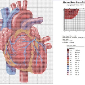 Human Heart X-stitch Anatomical Detailed Realistic Cross Stitch PDF ...
