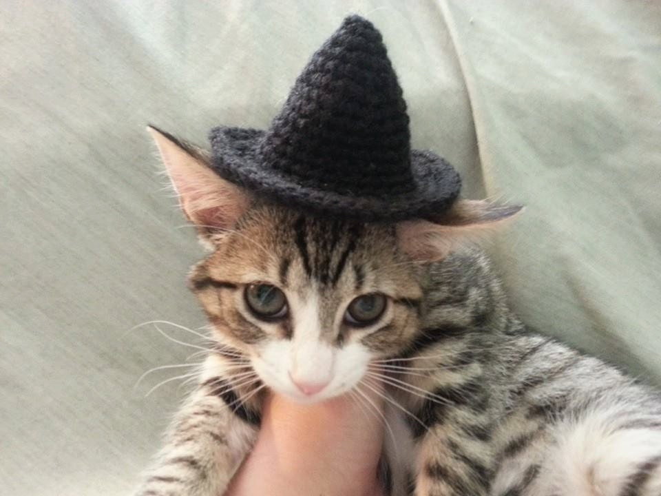 7 Cat Hat Patterns Halloween Costume Brain Pumpkin Witch - Etsy