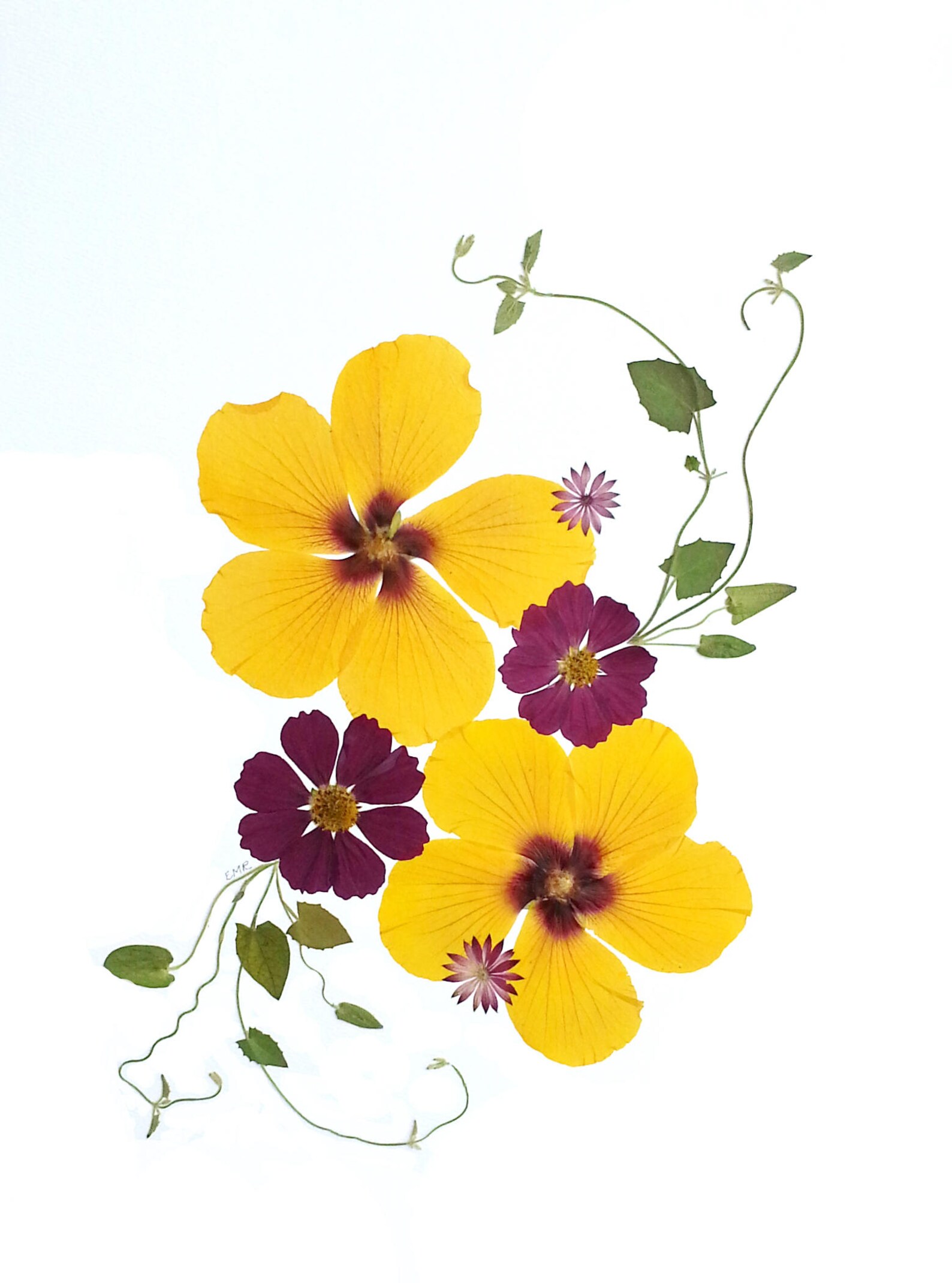 Yellow Flowers - Set of 6 Printed Pressed Flower Cards - Daffodil ...
