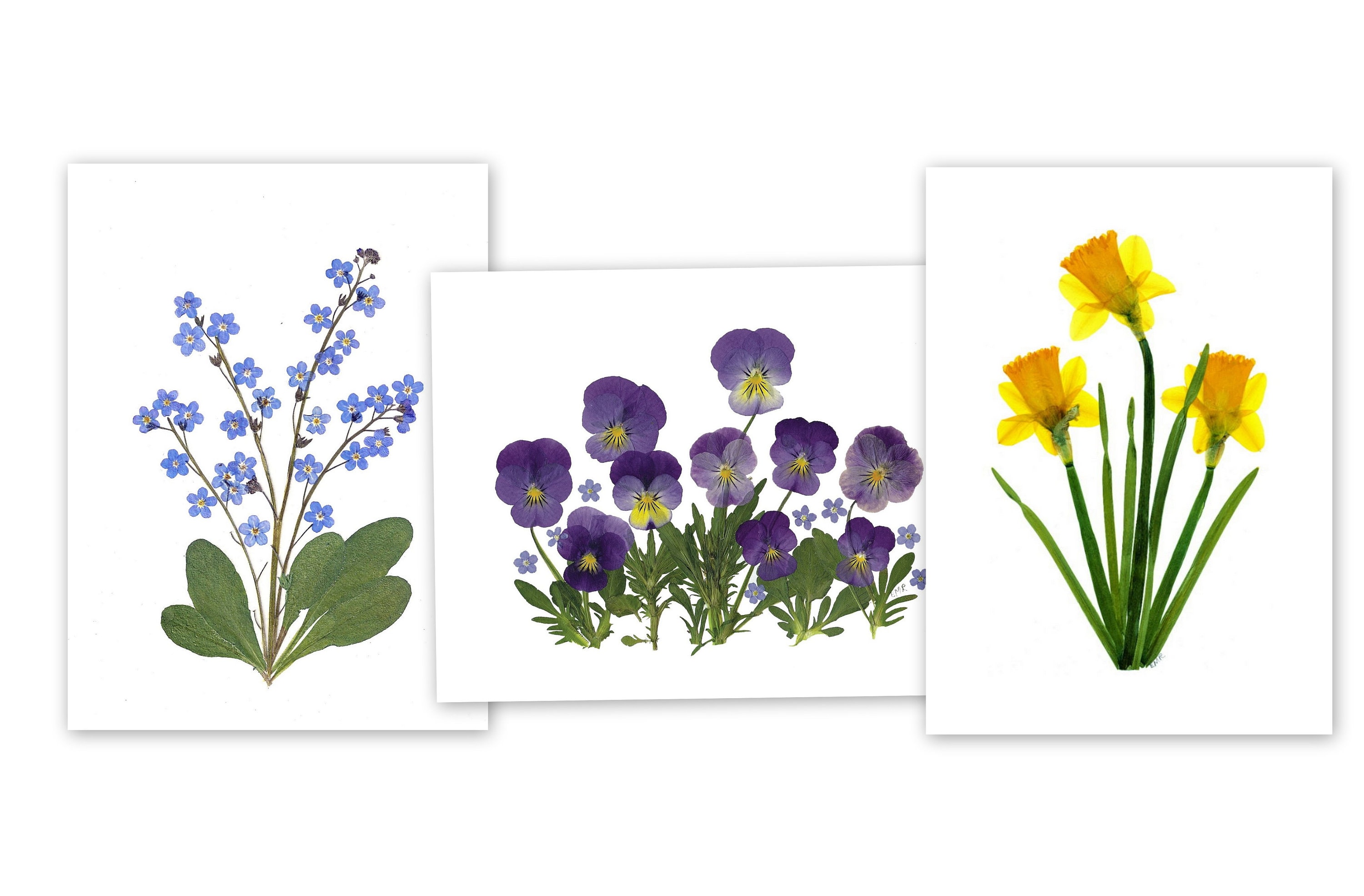 6 Spring Flower Cards Pressed Flower Cards Set of 6 Printed Notecards ...