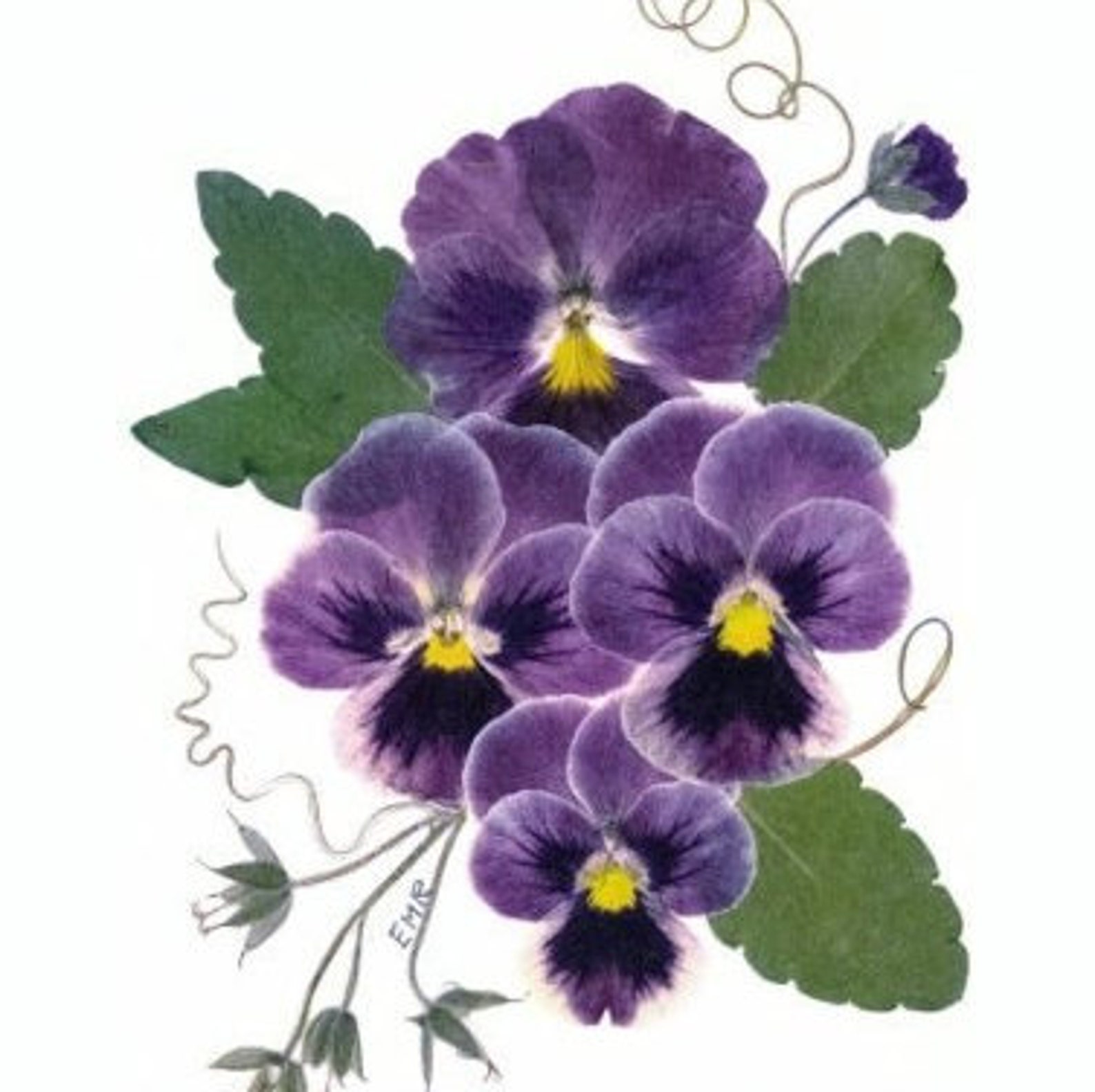 Pansies, Pressed Flower Cards, Set of 6 Printed Notecards - #061 - Etsy UK
