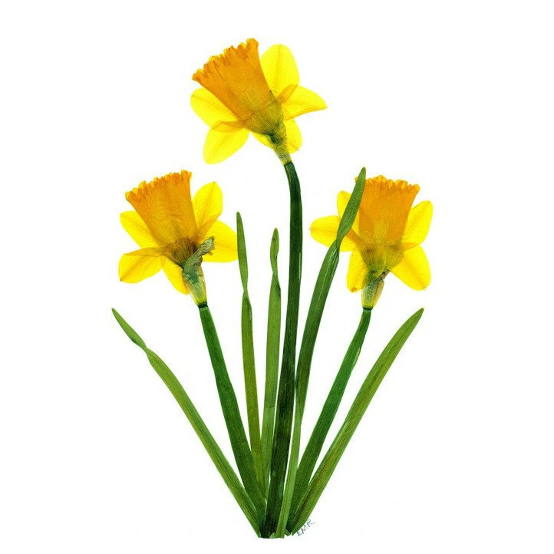 Daffodil Note Cards - Set of 6 Printed Pressed Flower Cards - - #071 - Etsy