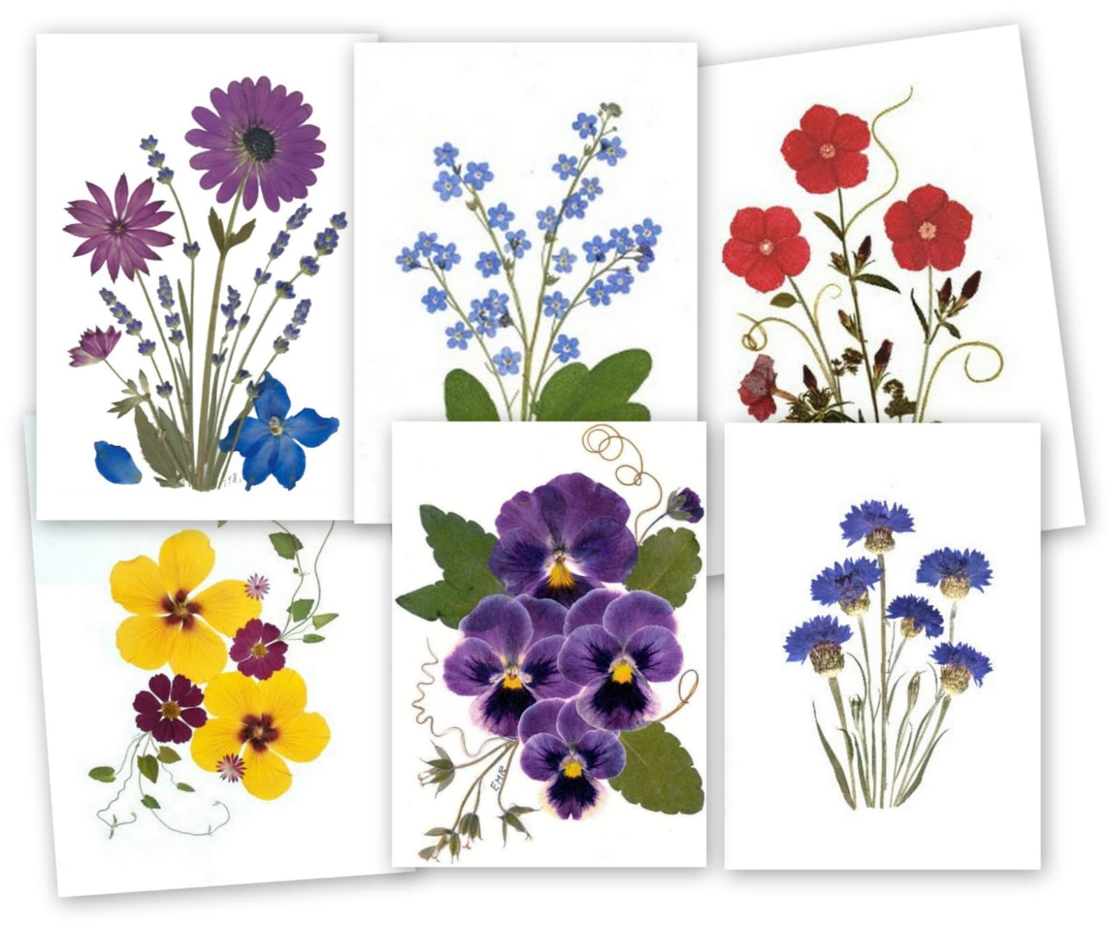 Pressed Flower Cards - 6 Assorted, Printed Notecards - Gift for Her ...