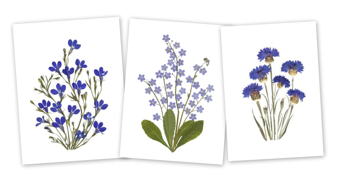 Set of 6 Pressed Flower Cards - Blue Flowers - Printed Notecards - #044 ...
