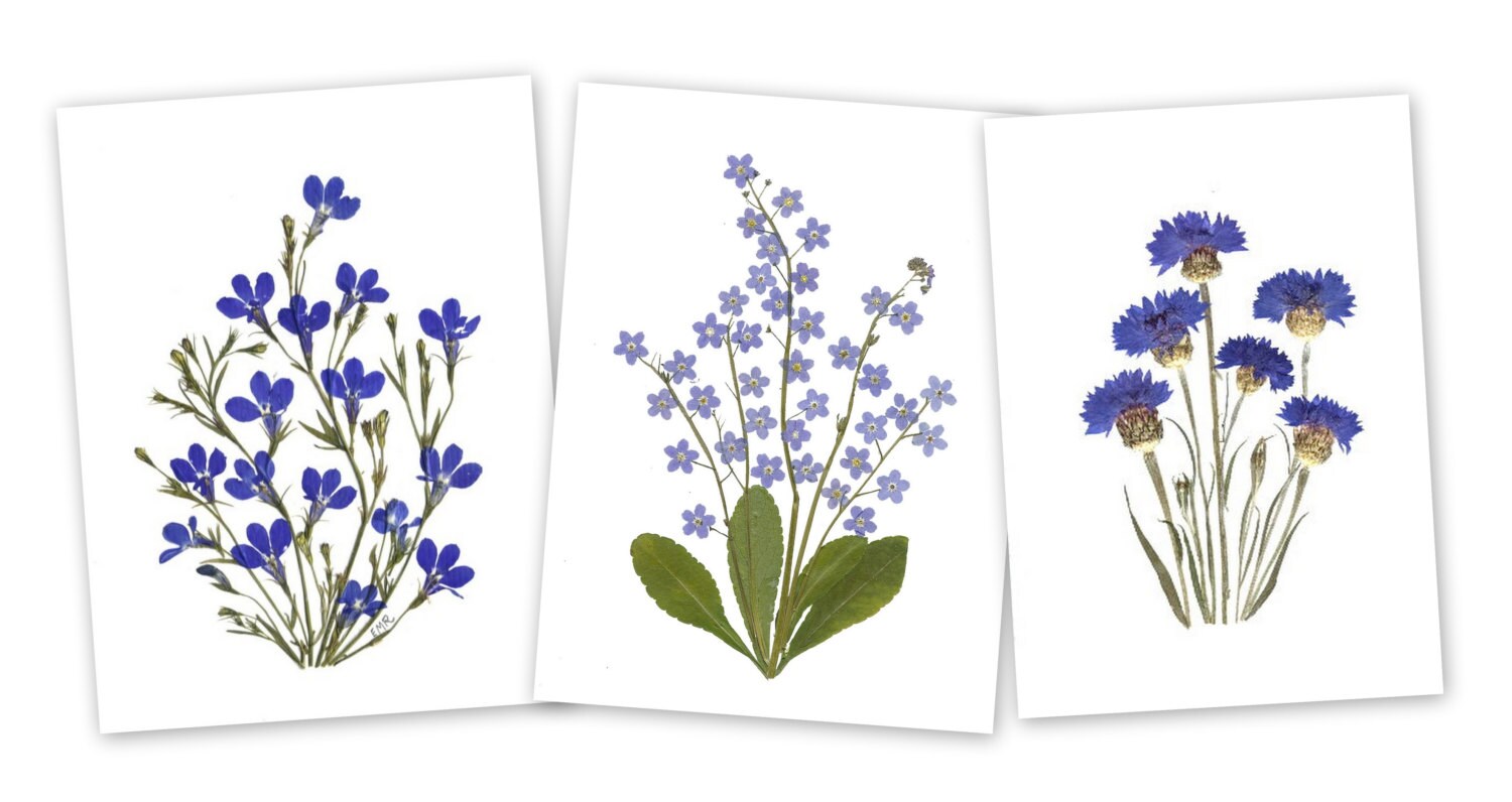 Set of 6 Pressed Flower Cards Blue Flowers Printed - Etsy