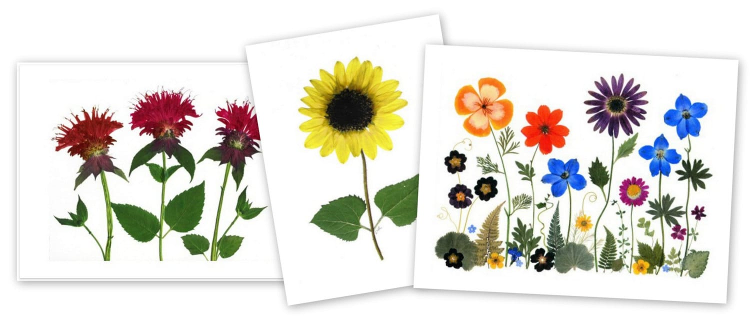 6 Pressed Flower Cards 6 Blank Printed Notecards sunflower, Bee Balm ...