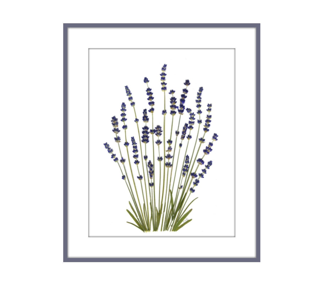 Lavender - Pressed Flowers - Pressed Flower Print - #131 - Etsy