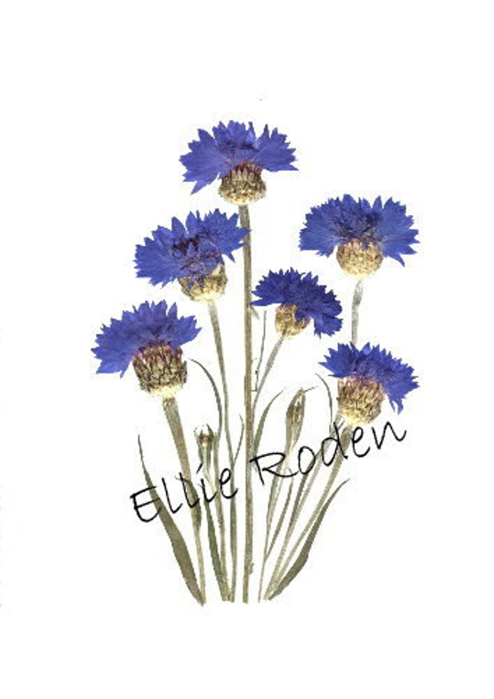 Set of 6 Pressed Flower Cards - Blue Flowers - Printed Notecards - #044 ...