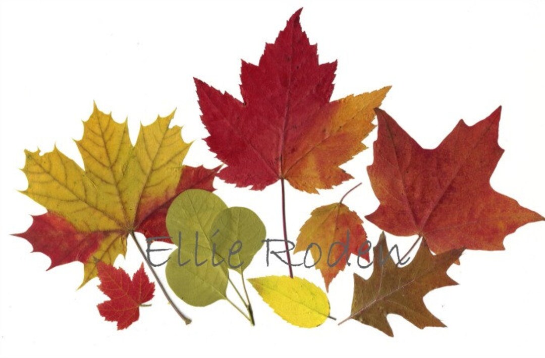 6 Printed Notecards - Autumn Leaves- Pressed Flower Cards - #086 - Etsy