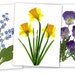 Spring Flowers - 6 Pressed Flower Cards - Printed Notecards Blank ...
