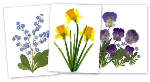 Spring Flowers 6 Pressed Flower Cards Printed Notecards - Etsy