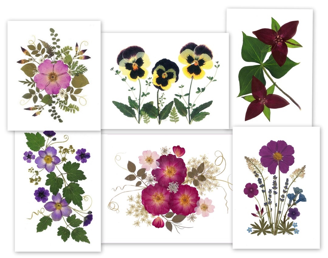 Pressed Flower Cards - Set of 6 Printed Notecards - #133 - Etsy