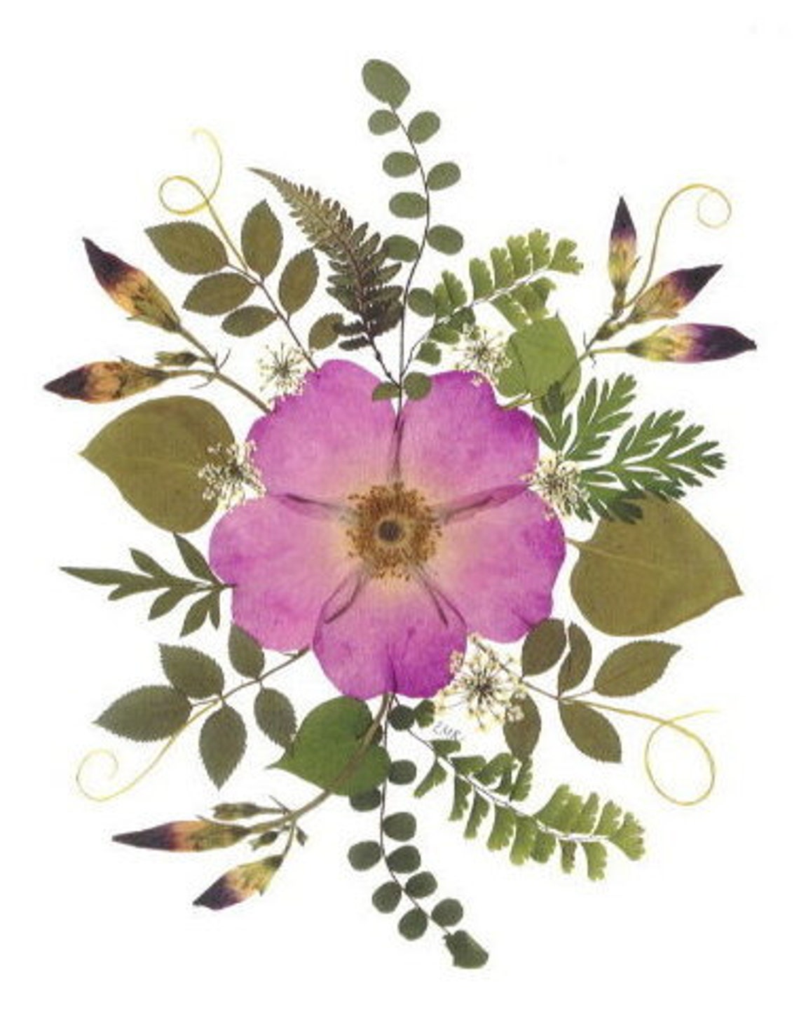 6 Pressed Flower Cards Assorted Notecards Printed Cards - Etsy