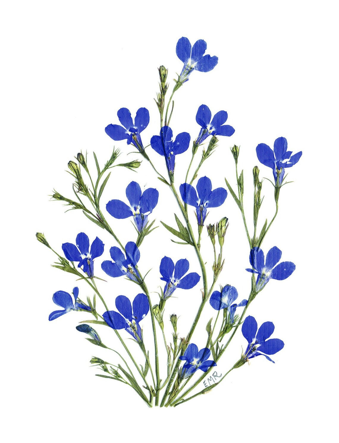 Set of 6 Pressed Flower Cards - Printed Notecards - Stationery Set ...