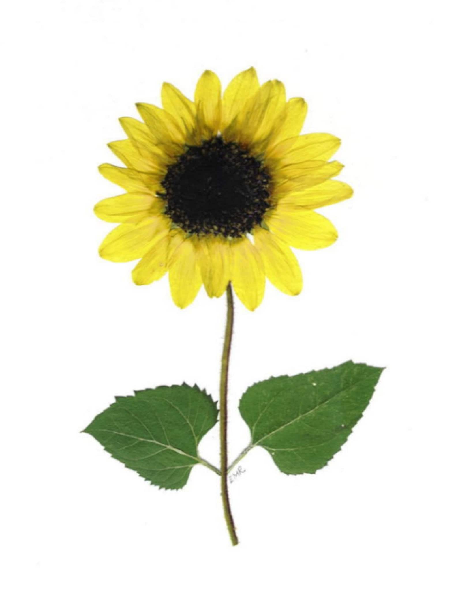 6 Pressed Flower Cards Set of 6 Printed Notecards Thank - Etsy