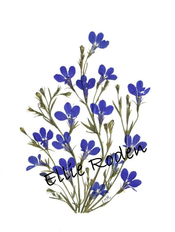 Set of 6 Pressed Flower Cards - Blue Flowers - Printed Notecards - #044 ...