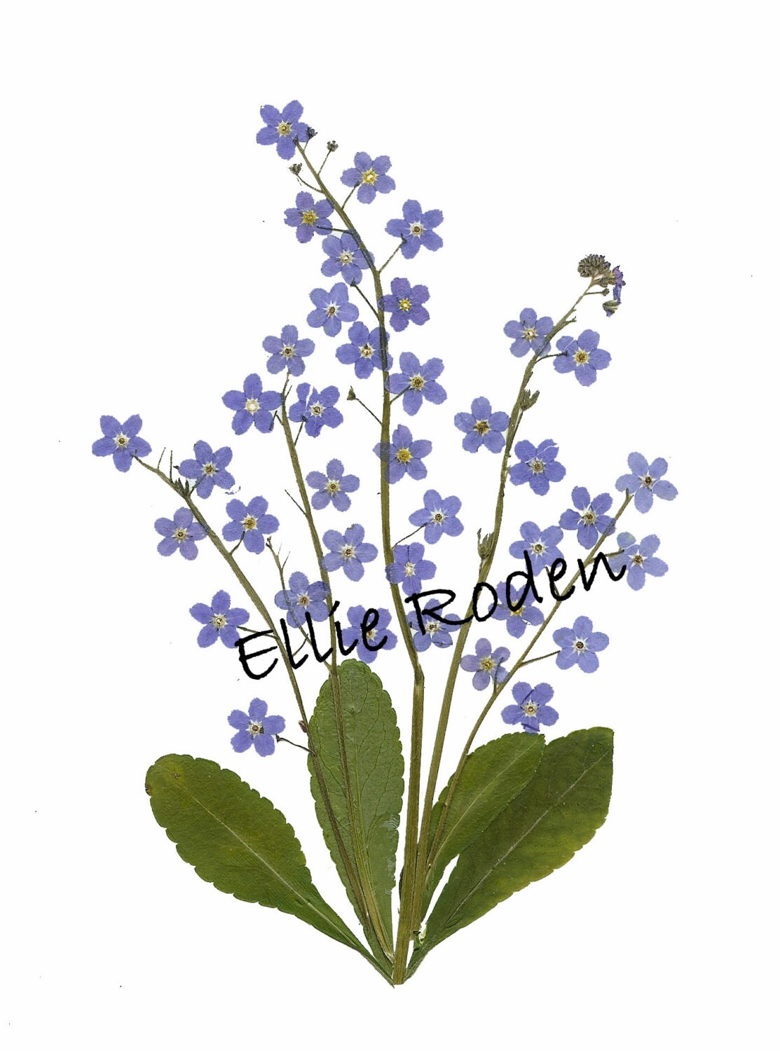 Set of 6 Pressed Flower Cards - Blue Flowers - Printed Notecards - #044 ...