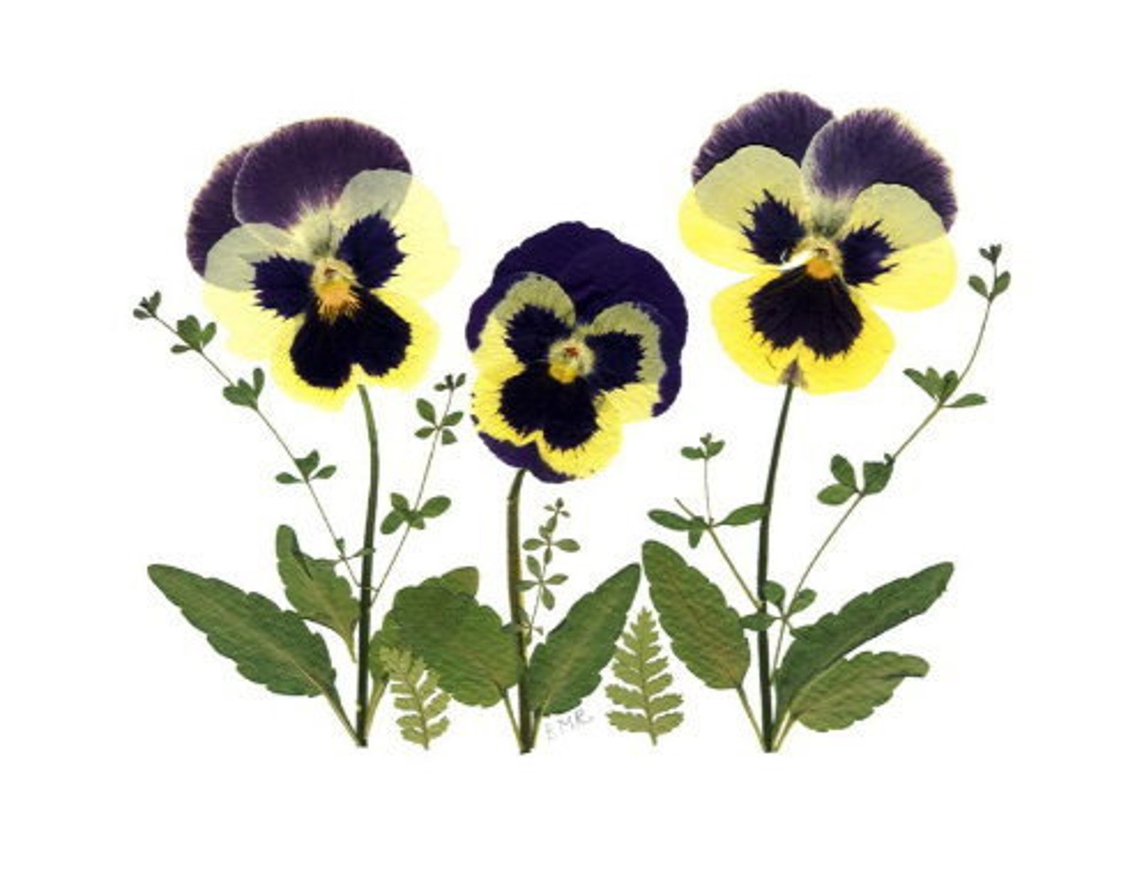 Pansies, Pressed Flower Cards, Set of 6 Printed Notecards - #061 - Etsy