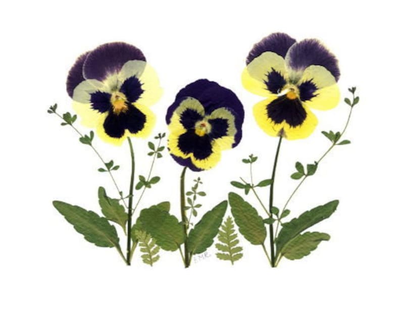 Pansies, Pressed Flower Cards, Set of 6 Printed Notecards - #061 - Etsy UK