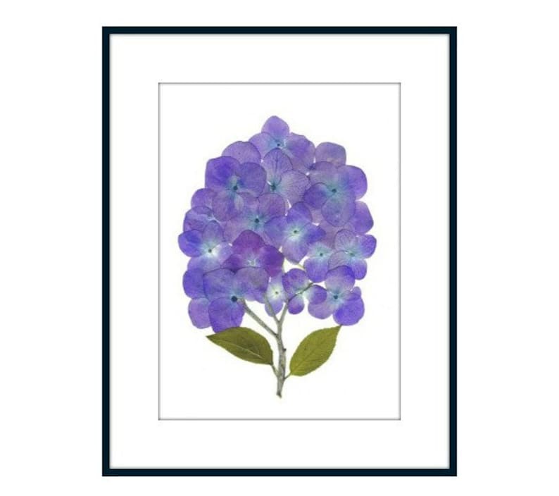 Pressed Flower Art - Pressed Flowers - Print - Hydrangea - 8 X 10 ...