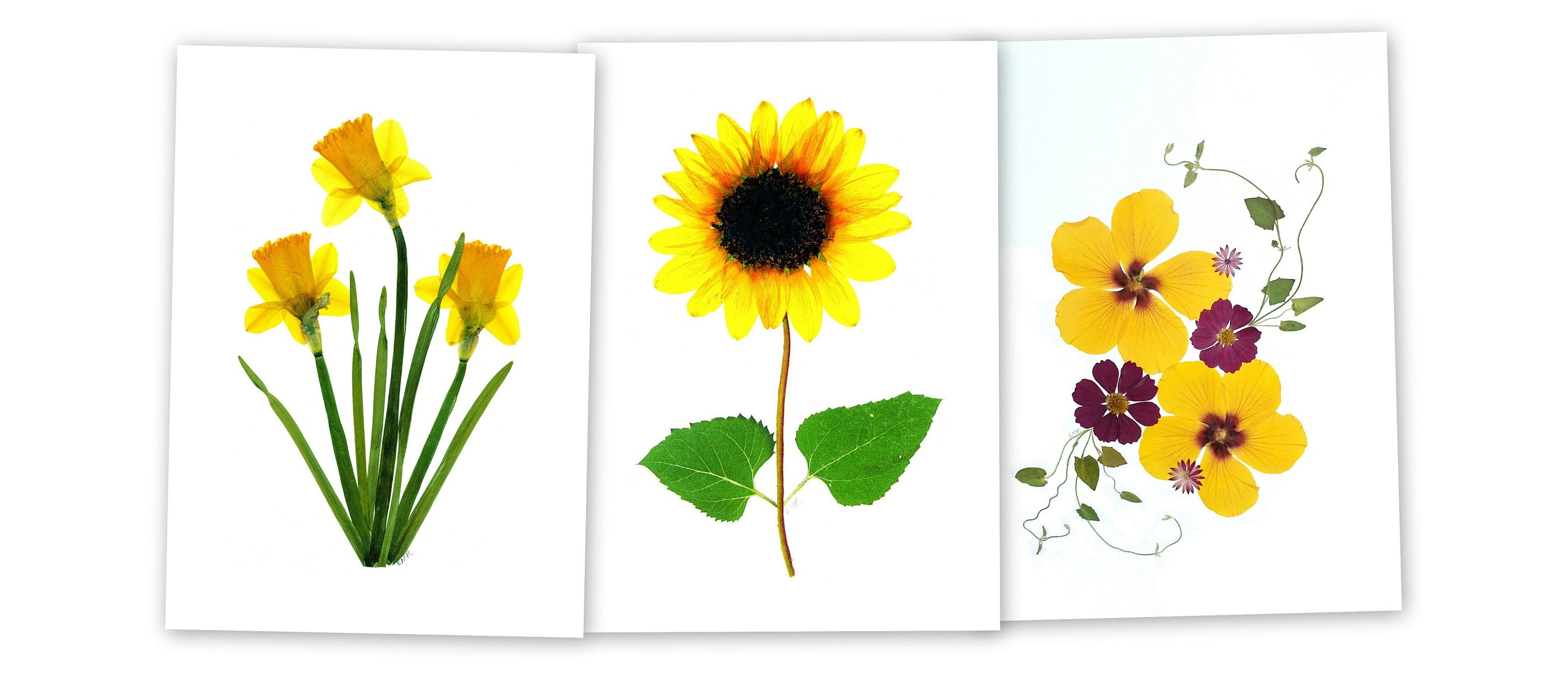 Yellow Flowers Set of 6 Printed Pressed Flower Cards Daffodil ...