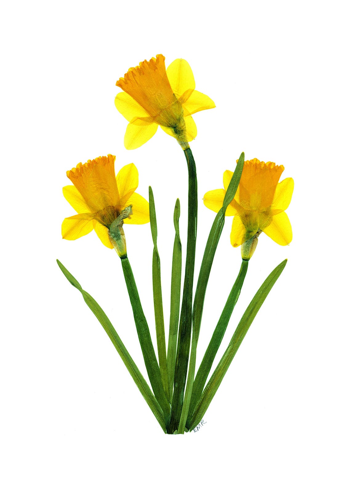 Yellow Flowers - Set of 6 Printed Pressed Flower Cards - Daffodil ...