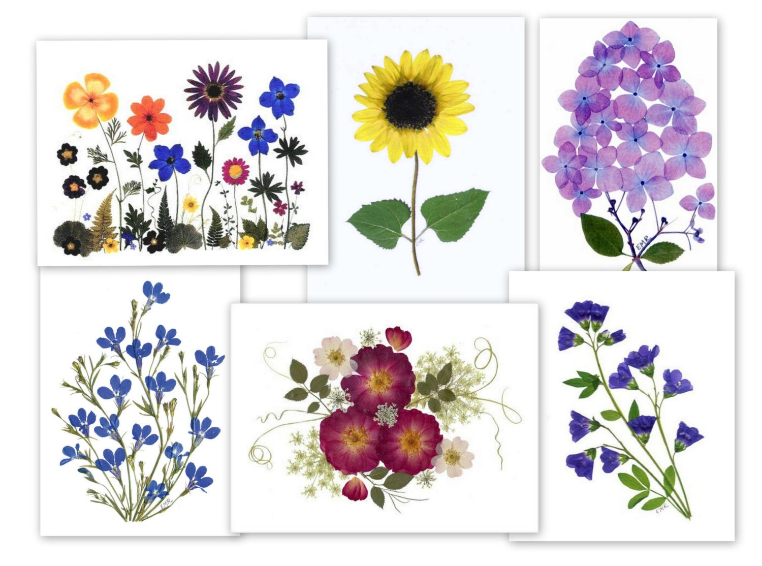 Pressed Flower Cards 6 Assorted Folded Notecards Printed - Etsy