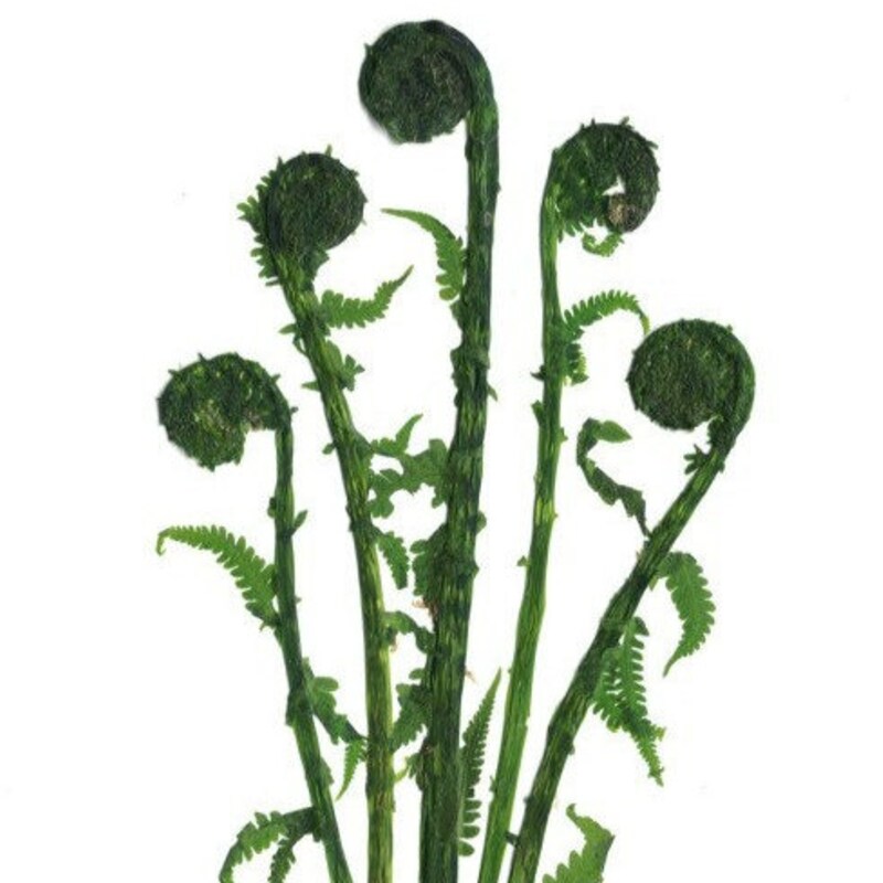 Fern Fiddlehead - Etsy