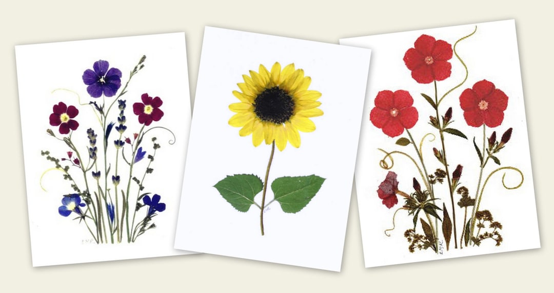 6 Pressed Flower Cards - Set of 6 Printed Notecards - Thank You ...