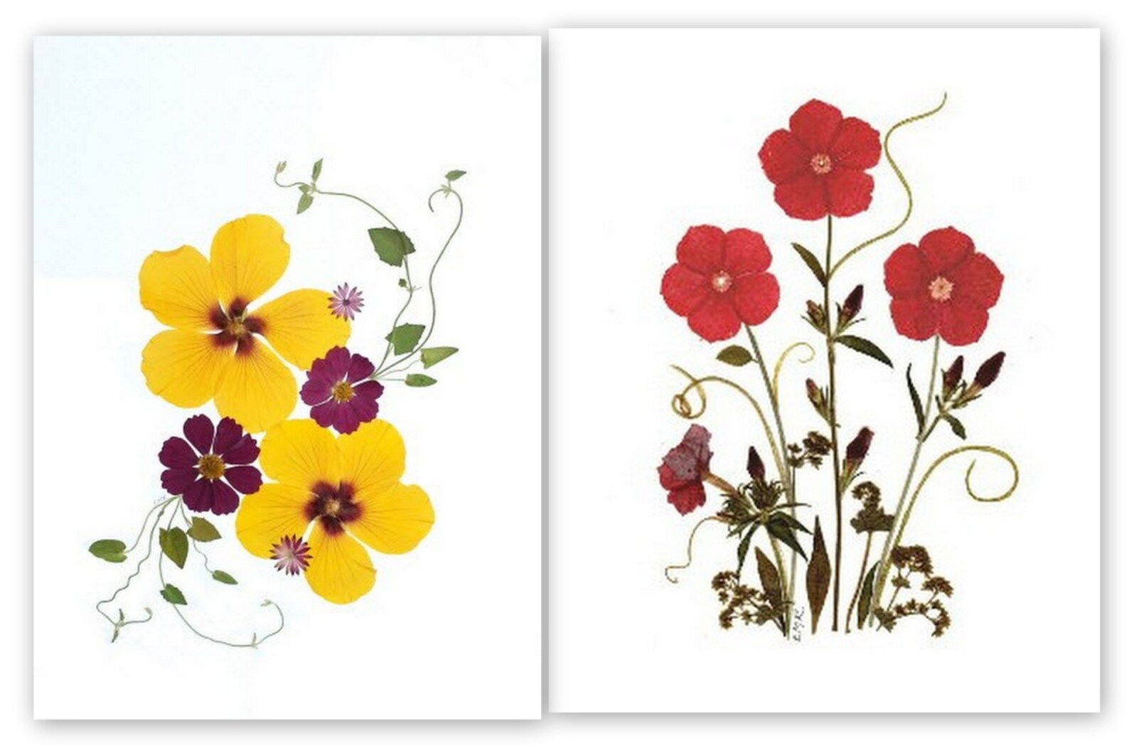 Pressed Flower Cards - 6 Assorted, Printed Notecards - Gift for Her ...