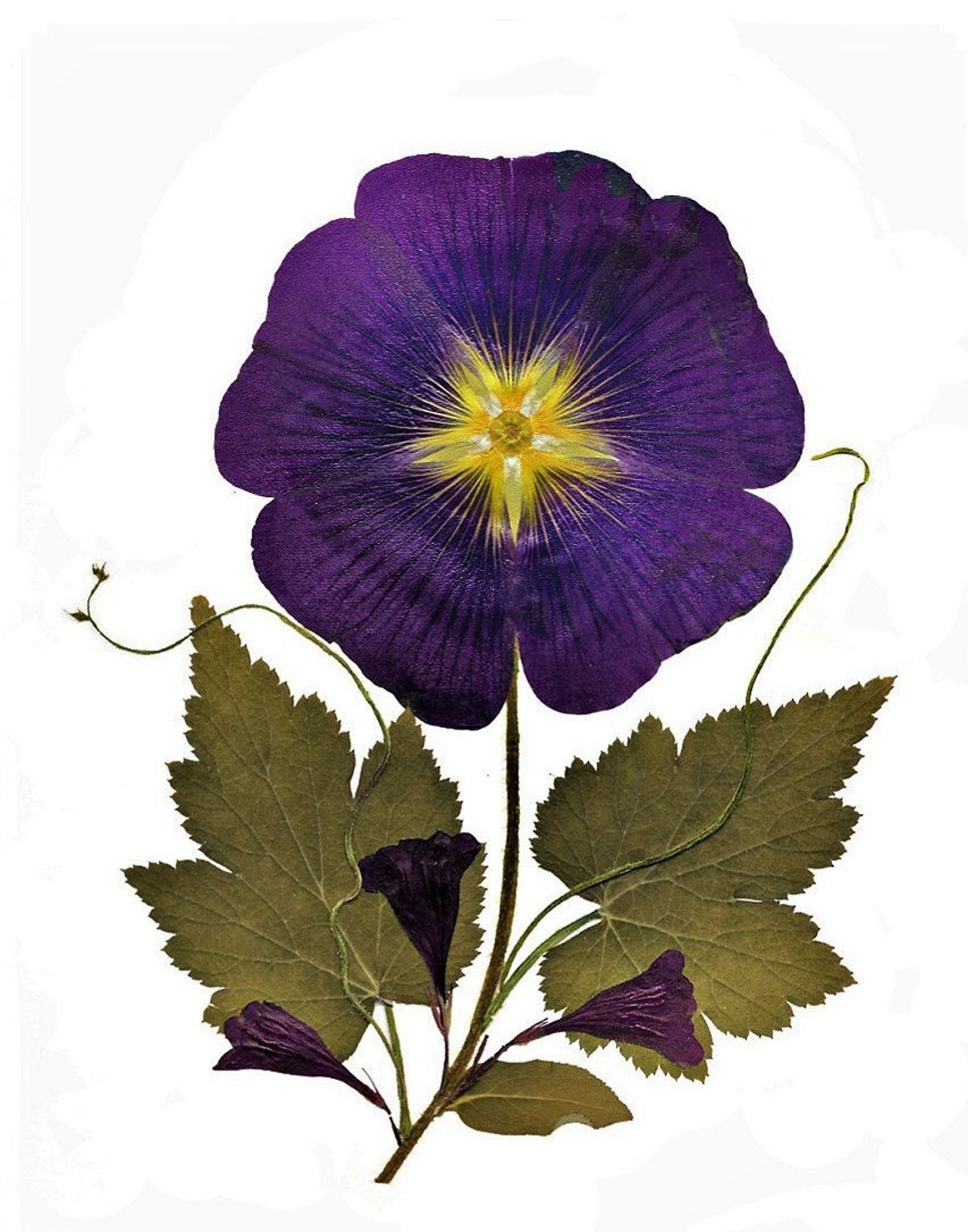 6 Pressed Flower Cards Printed Notecards Assorted Cards - Etsy