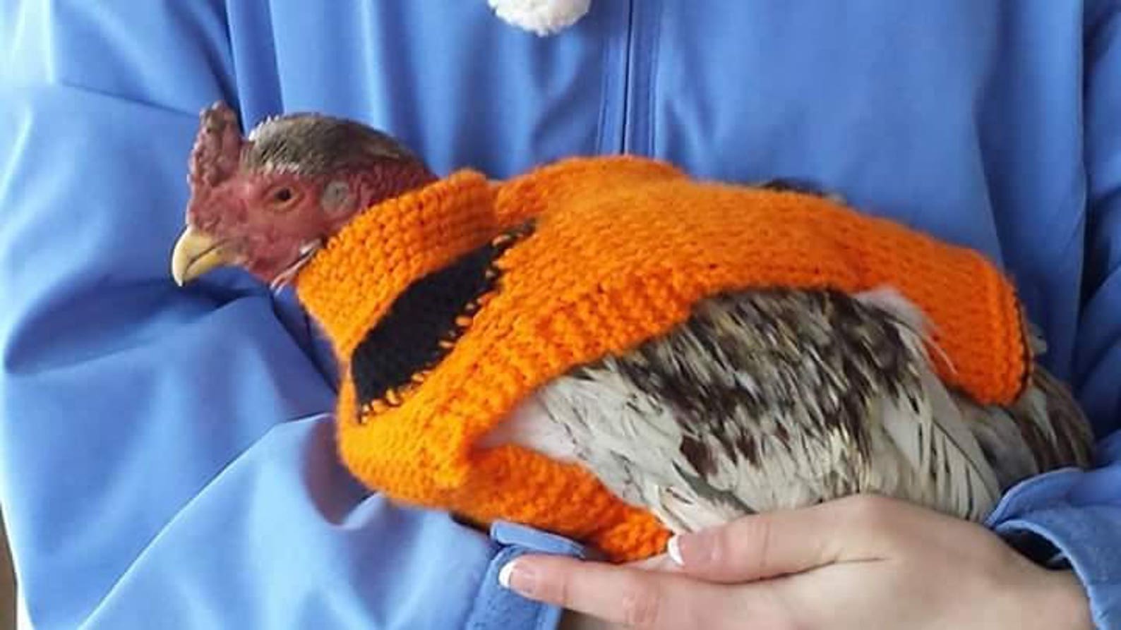 Knit Chicken Sweaters medium Weight Hen Clothing Poultry - Etsy