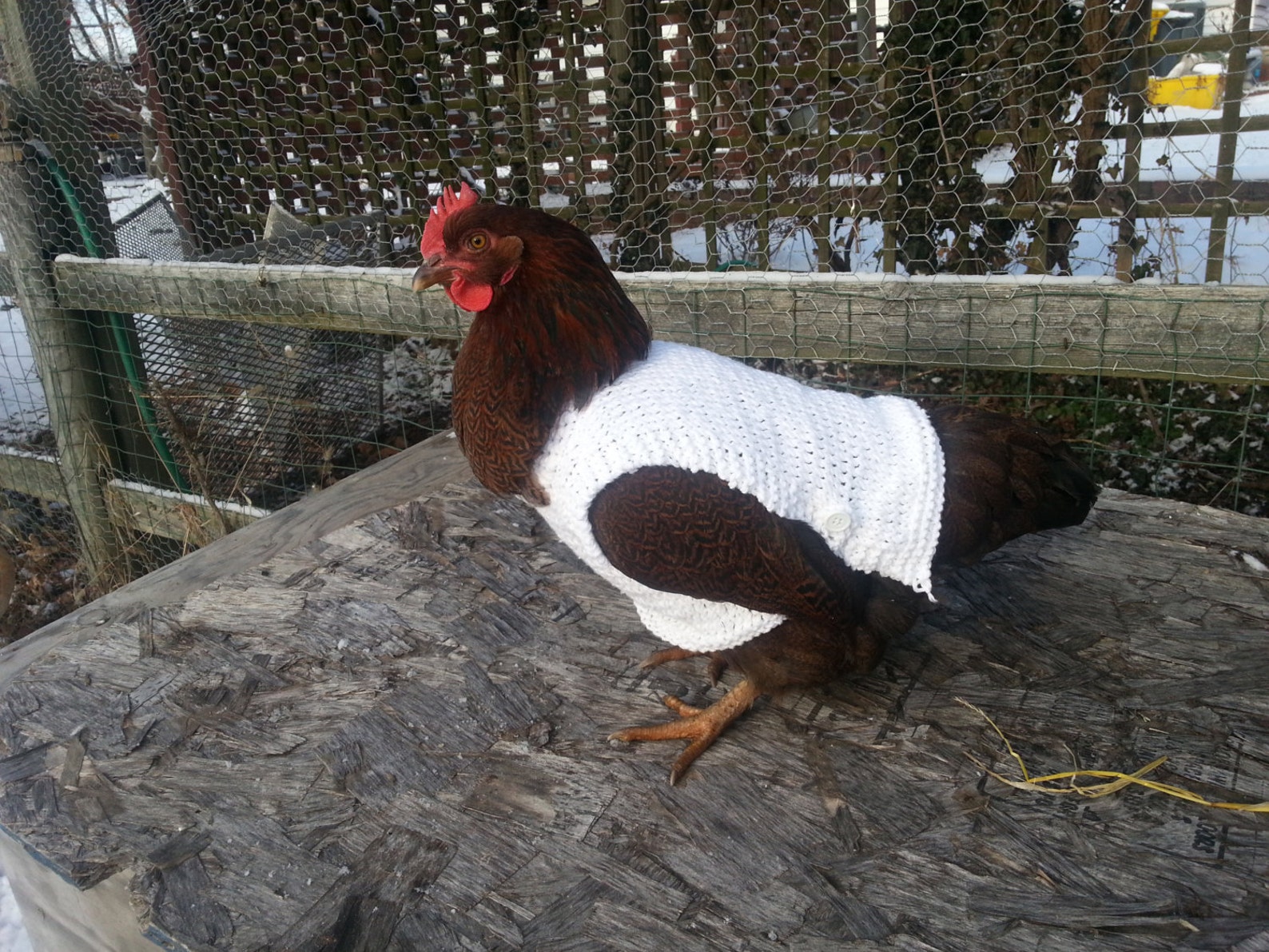 Knit Chicken Sweaters medium Weight Hen Clothing Poultry - Etsy