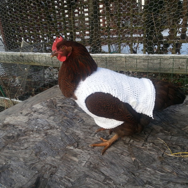 Clothes for Chickens - Etsy